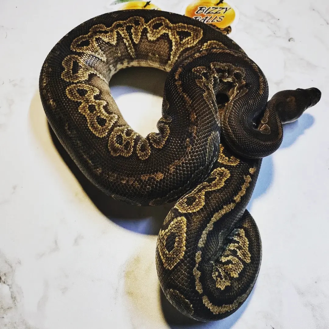 Cinnamon HRA(Gargoyle) Ball Python by Bizzy Balls - MorphMarket