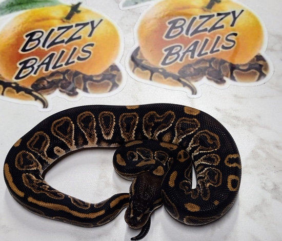 Black Pastel Het Albino Ball Python by Bizzy Balls