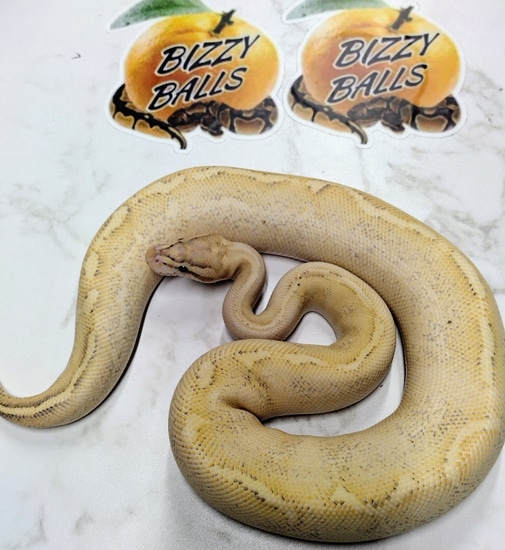 Puma McKenzie Ball Python by Bizzy Balls