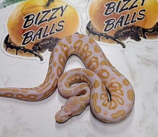 Albino Black Pastel Ball Python by Bizzy Balls