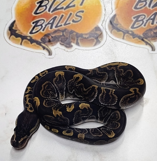 GHI Ball Python by Bizzy Balls