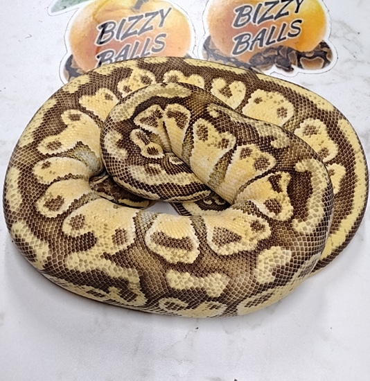 Fire Enchi Pastel Yellow Belly Vanilla Hurricane Ball Python by Bizzy Balls