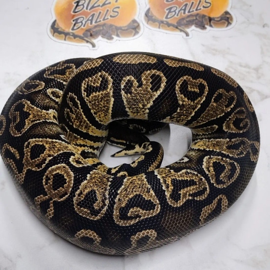 Orange Dream Yellow Belly Hurricane Ball Python by Bizzy Balls