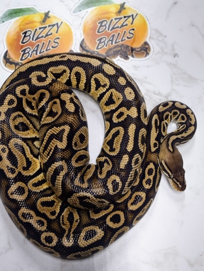 Pastel Hurricane Ball Python by Bizzy Balls