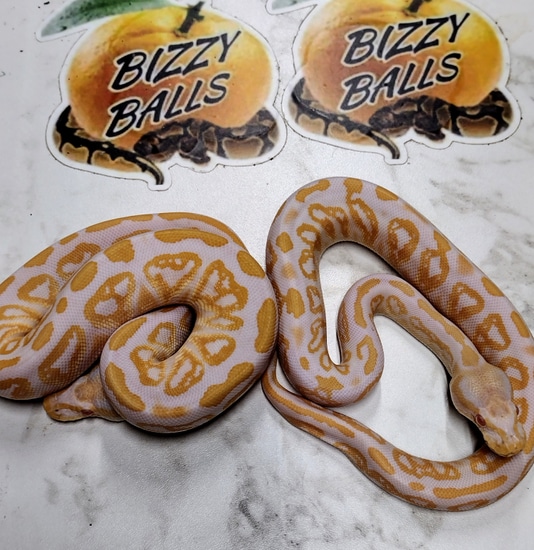 Albino Black Pastel Ball Python by Bizzy Balls