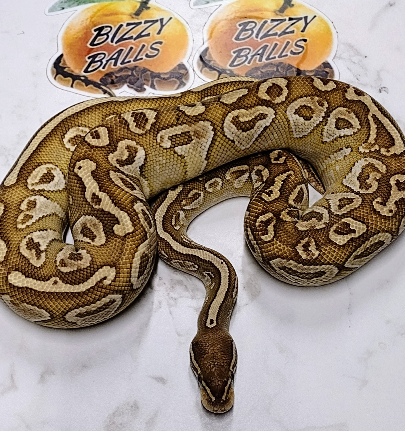 Lesser Hurricane Het Hypo Ball Python by Bizzy Balls - MorphMarket