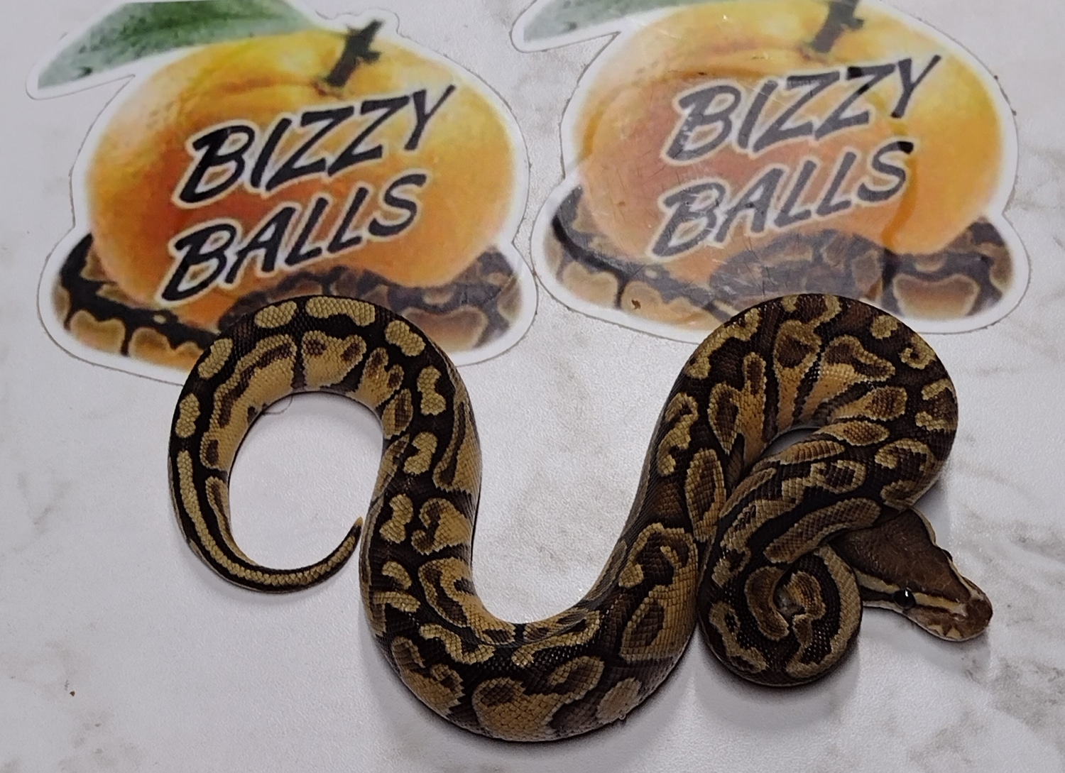 Hurricane Enchi Blaze Fire Ball Python by Bizzy Balls - MorphMarket