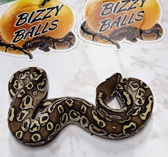 Lesser Hurricane Ball Python by Bizzy Balls