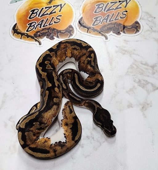 Hurricane Pied Ball Python by Bizzy Balls