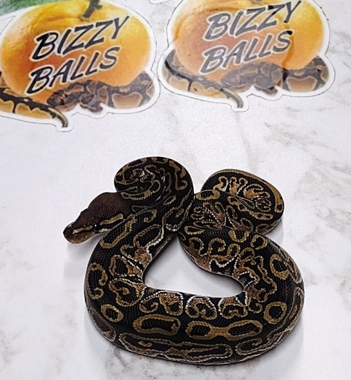 Hurricane Ball Python by Bizzy Balls