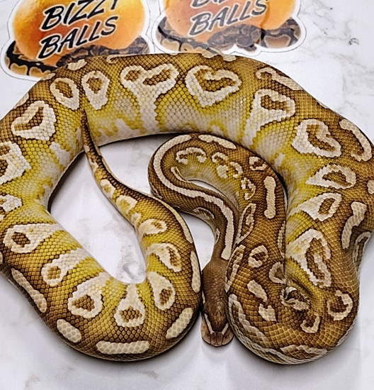 Lesser Hurricane Ball Python by Bizzy Balls