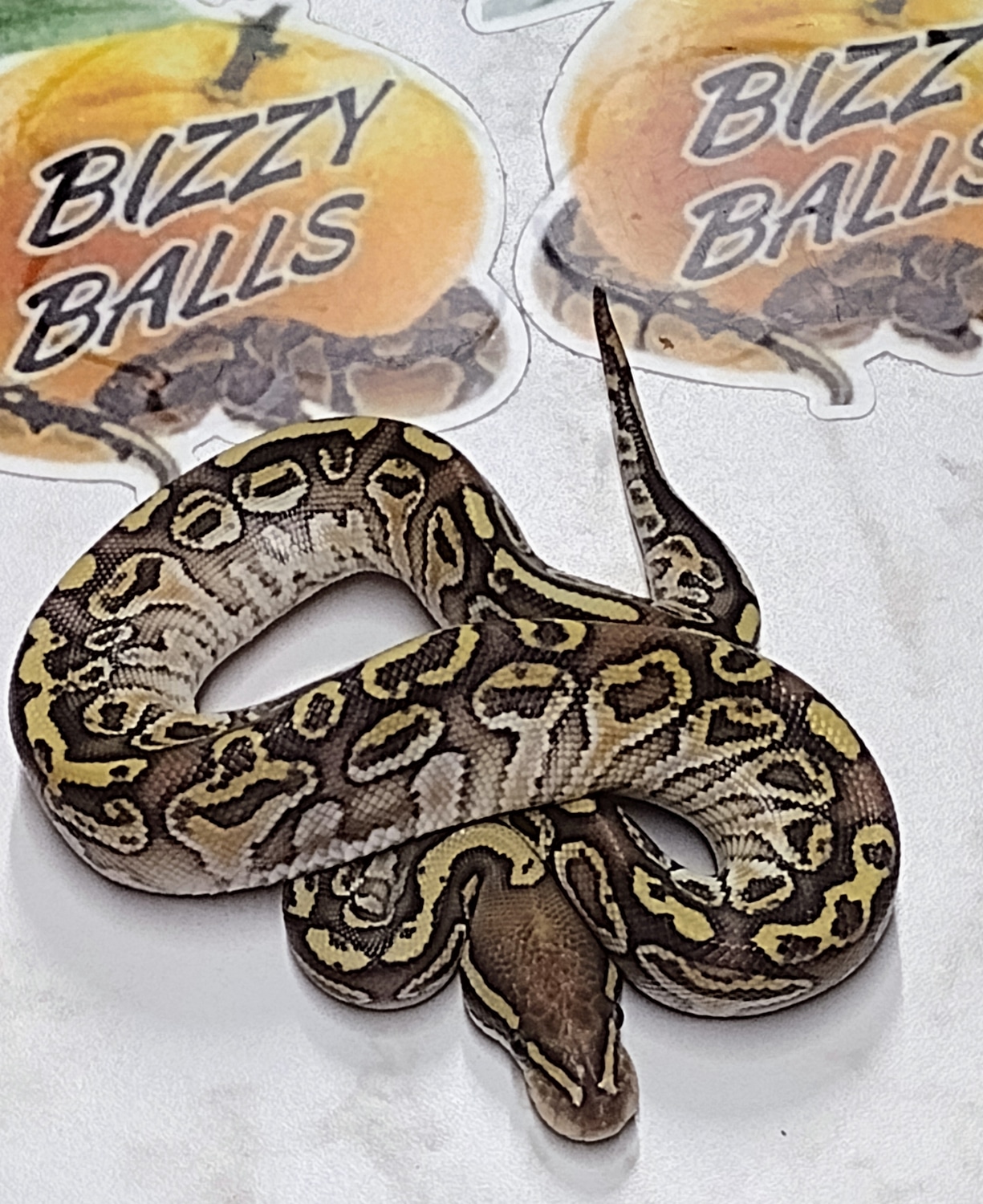 Hurricane Lesser Yellow Belly Ball Python by Bizzy Balls - MorphMarket