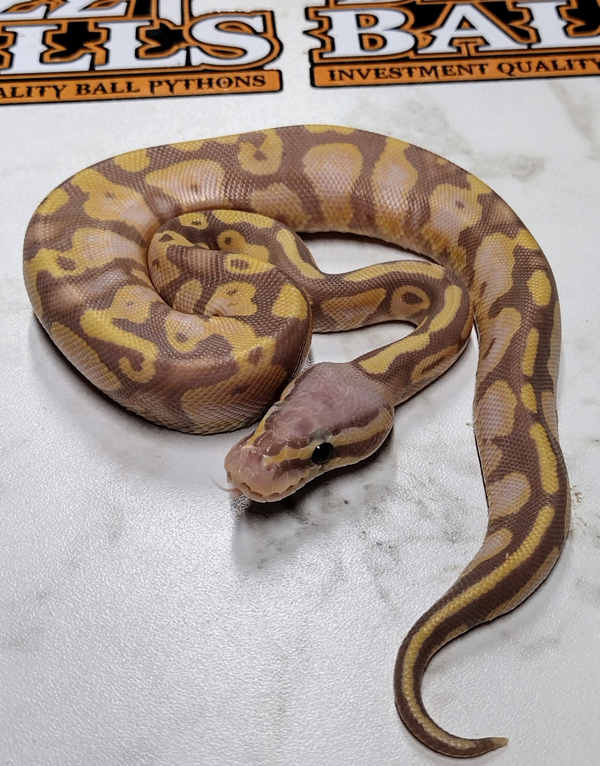 Pastel Banana Het Genetic Stripe Ball Python by Bizzy Balls - MorphMarket