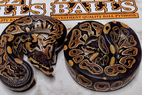 Lace Ball Python by Bizzy Balls