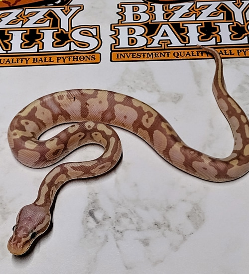 Pastel Banana Het Genetic Stripe Ball Python by Bizzy Balls