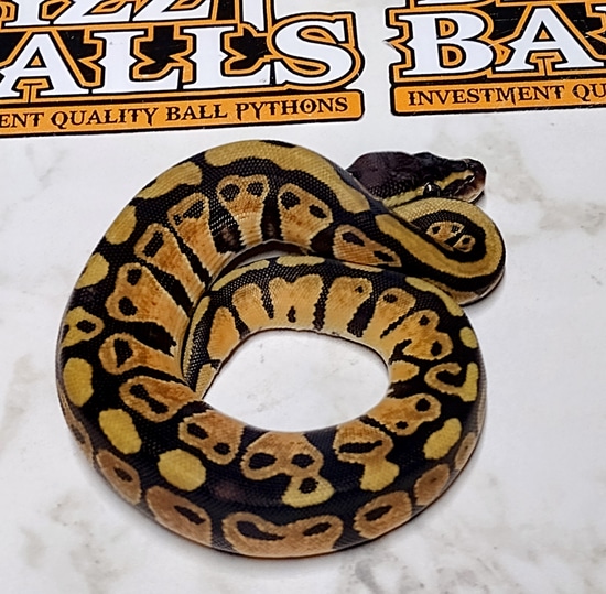 Orange Dream X-treme Gene Ball Python by Bizzy Balls
