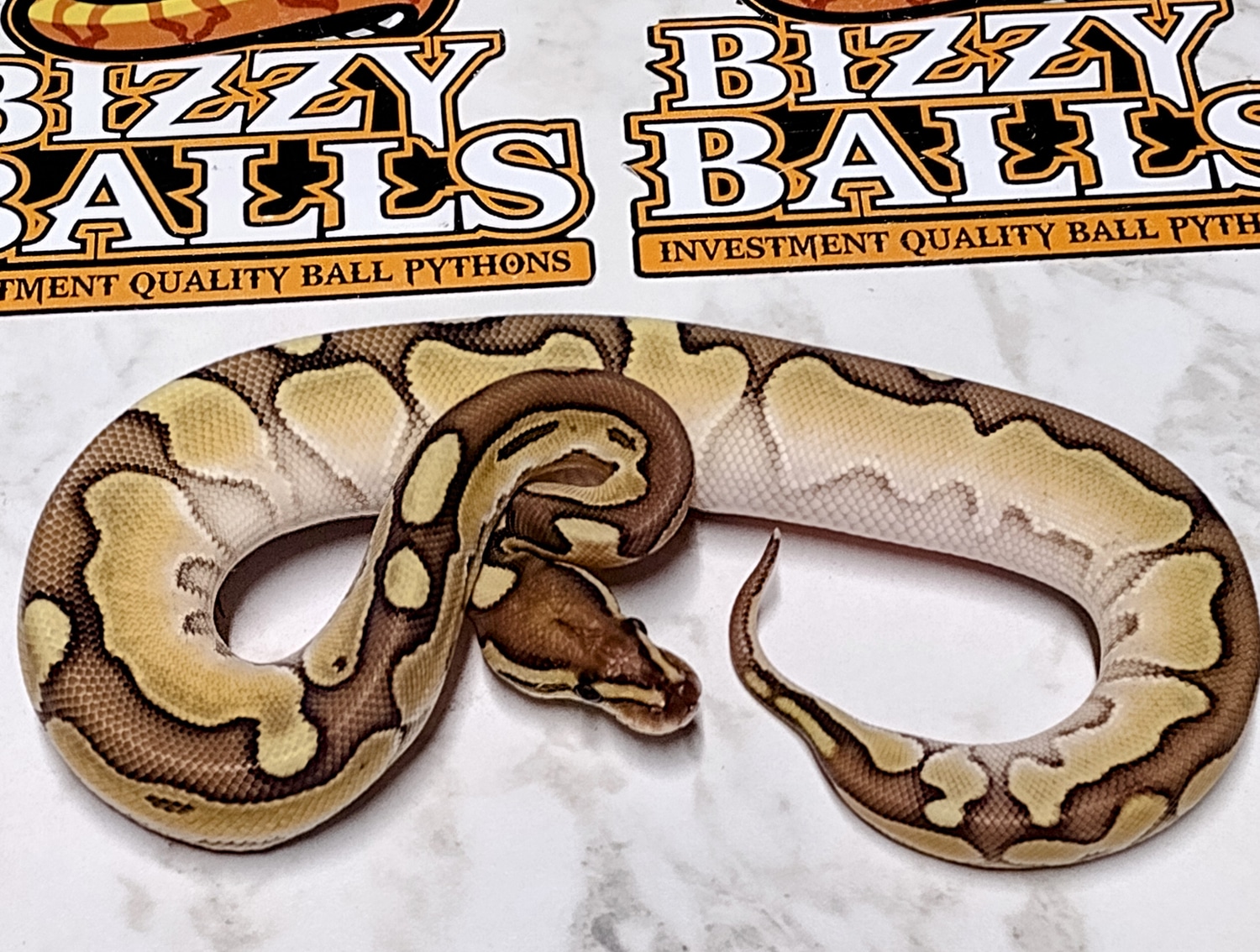 Orange Dream Lesser Calico 100% Het Clown Ball Python by Bizzy Balls ...