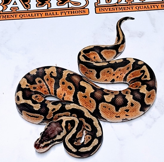 Pastel Gravel Ball Python by Bizzy Balls