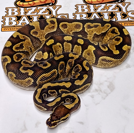 Hurricane Blaze Enchi Yellow Belly Ball Python by Bizzy Balls