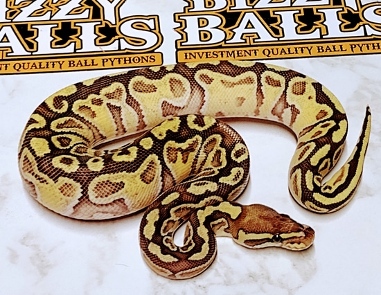 Hurricane Blaze Enchi Fire Ball Python by Bizzy Balls