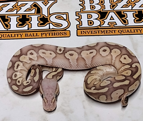 Pastel Banana Lesser 100% Het Genetic Stripe Ball Python by Bizzy Balls