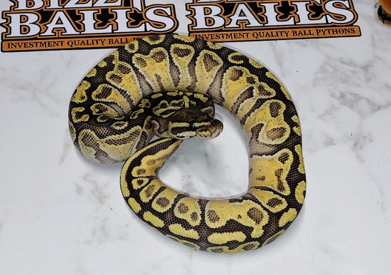 Hurricane Blaze Enchi Fire Ball Python by Bizzy Balls