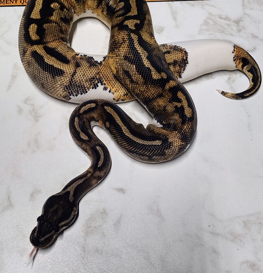 Hurricane Pied Ball Python by Bizzy Balls