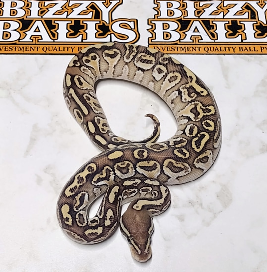 Hurricane Lesser Yellowbelly Ball Python by Bizzy Balls