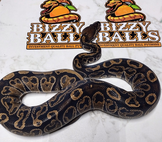 Hurricane Ball Python by Bizzy Balls