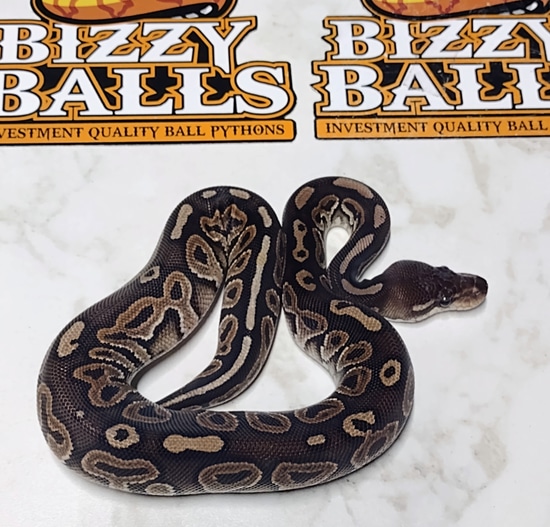 Cinnamon Hurricane Ball Python by Bizzy Balls