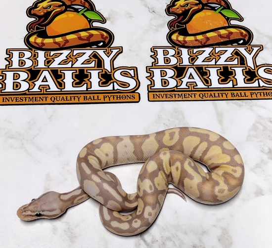 Pastel Banana Enchi Het G-Stripe Ball Python by Bizzy Balls