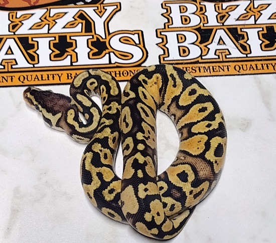 Pastel ODYB Ball Python by Bizzy Balls