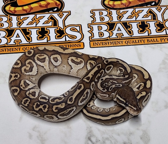 Hurricane Lesser Ball Python by Bizzy Balls