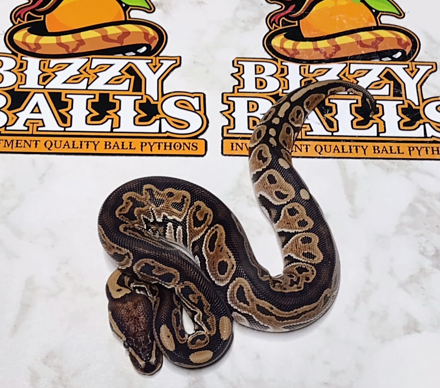Lace Ball Python by Bizzy Balls - MorphMarket