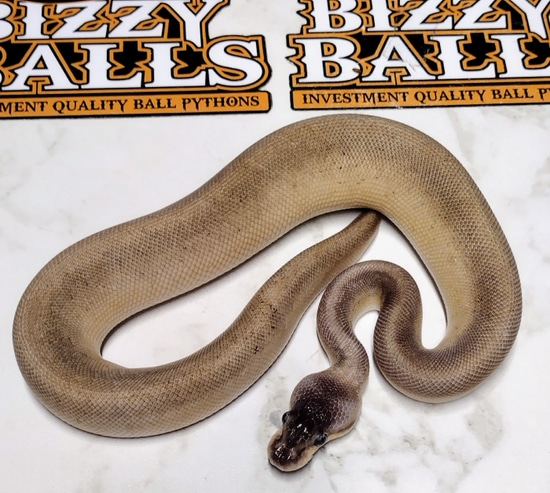 Pastel Cinnamon Bongo Poss Bamboo Ball Python by Bizzy Balls
