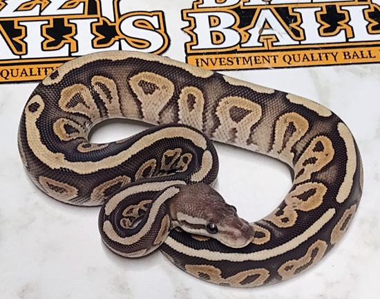 Cinnamon Fire Lace Het Hypo Ball Python by Bizzy Balls