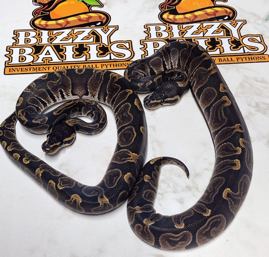 GHI Ball Python by Bizzy Balls