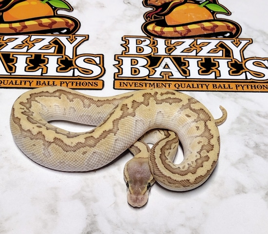 Pastel Bamboo Bongo Pinstripe Ball Python by Bizzy Balls
