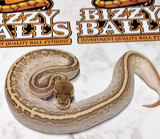 Bamboo Bongo Pinstripe Ball Python by Bizzy Balls