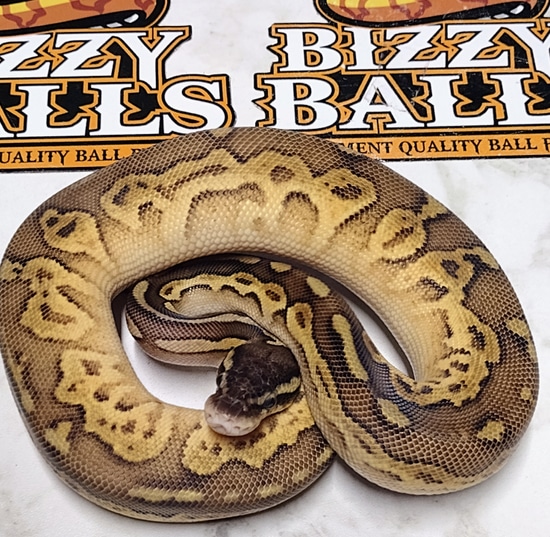 Pastel Bongo Ball Python by Bizzy Balls