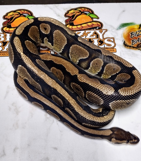 Specter Het Albino Ball Python by Bizzy Balls