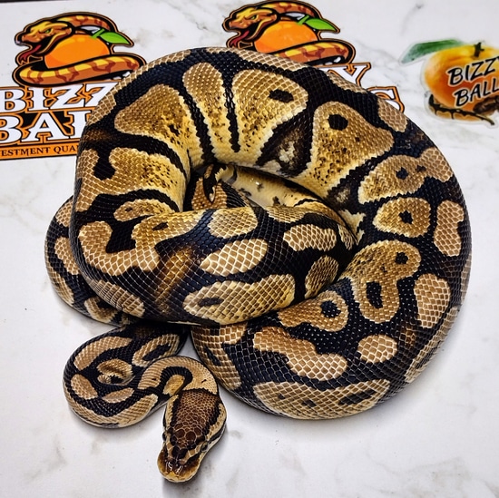 Pastel 100% Het Clown Ball Python by Bizzy Balls