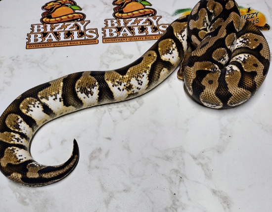 Pastel Calico Ball Python by Bizzy Balls