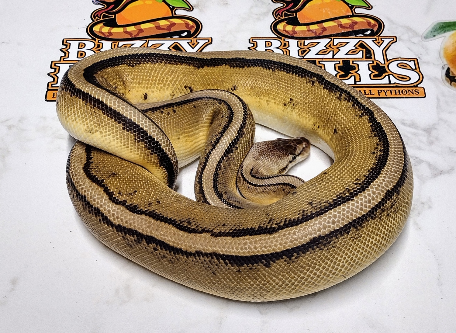 Pastel Genetic Stripe Ball Python by Bizzy Balls - MorphMarket