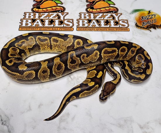 Hurricane Blaze Enchi Yellowbelly Ball Python by Bizzy Balls