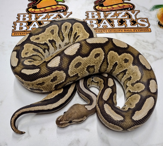 Cinnamon Fire Leopard Het Hypo Ball Python by Bizzy Balls