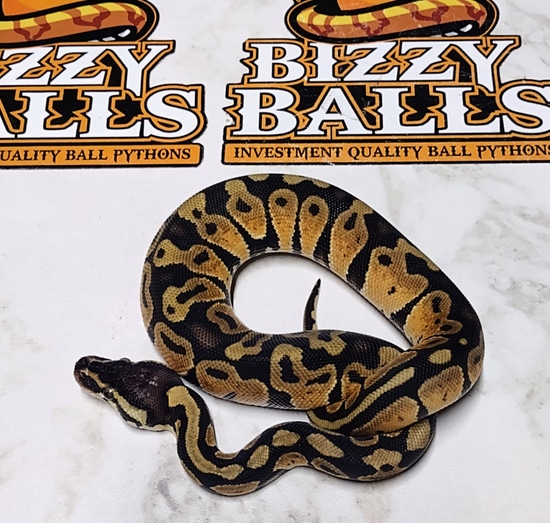 Orange Dream X-treme Gene Ball Python by Bizzy Balls