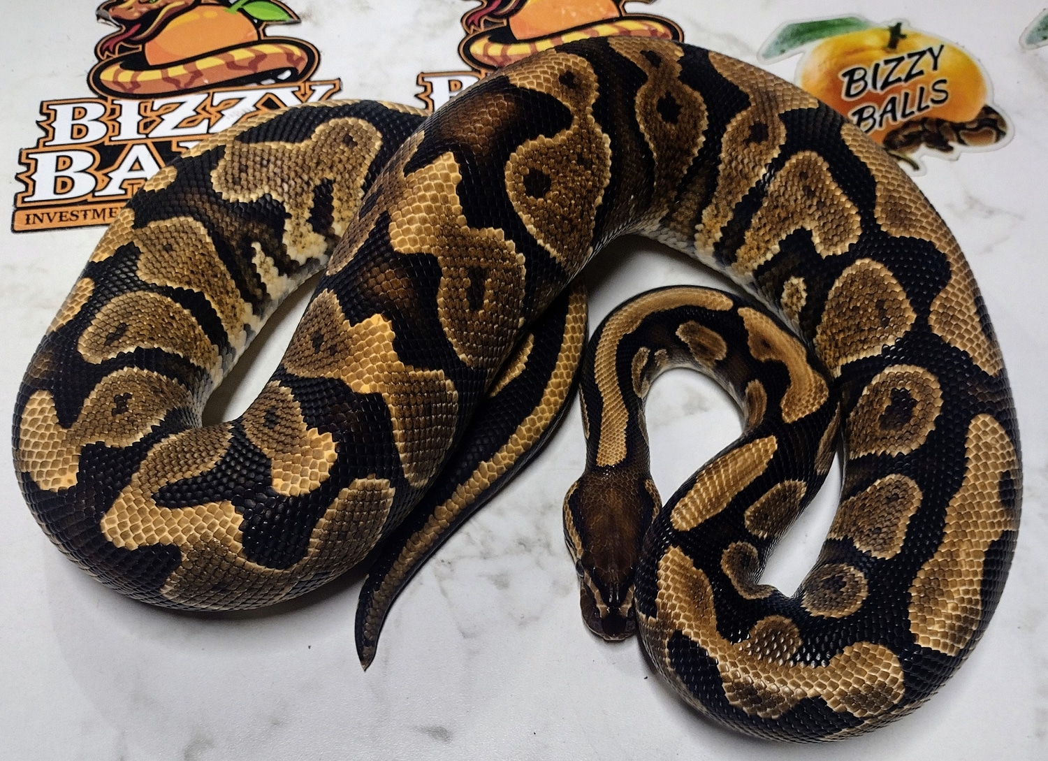 Yellow Belly Ball Python by Bizzy Balls - MorphMarket