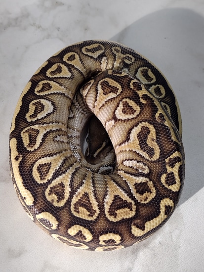 Hurricane Lesser YB Ball Python by Bizzy Balls