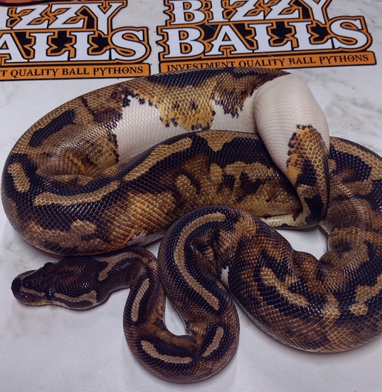 Hurricane Pied Ball Python by Bizzy Balls